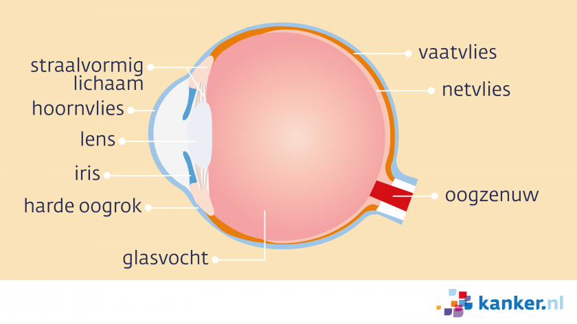 Informatie over het oog en de uvea | Kanker.nl